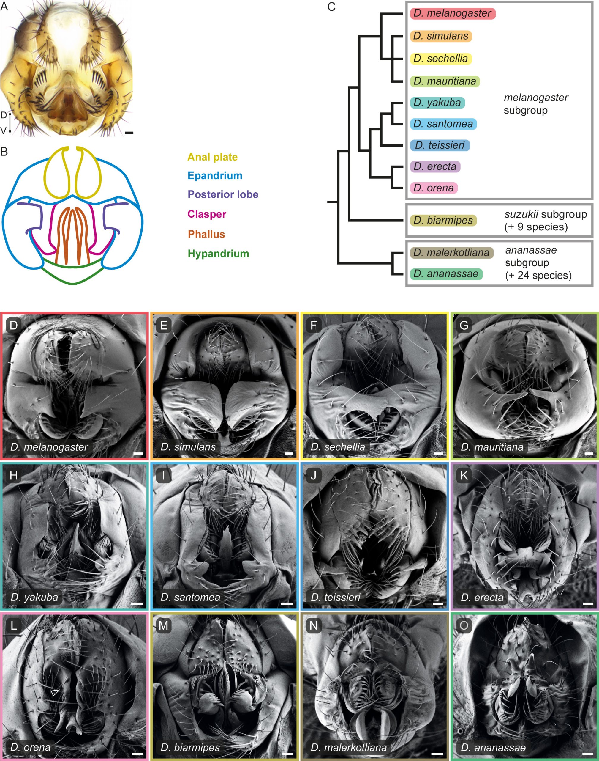 Check out our new paper on male genitalia development and evolution in ...